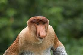 Weird mammals. The +10 strangest in the world.