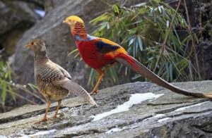 Faisán Dorado . Características, alimentación y hábitat.