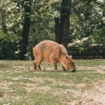 Capibara . Características, alimentación y hábitat.