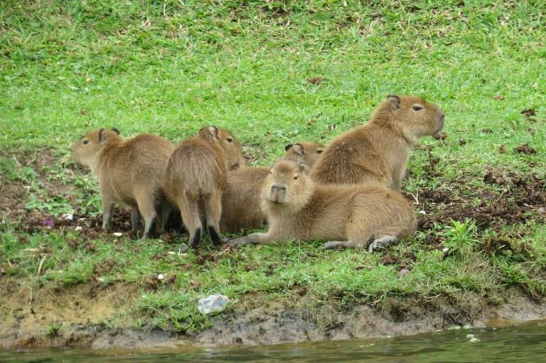 Capibara . Características, alimentación y hábitat.